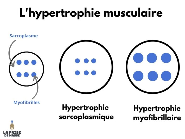 Hypertrophie musculaire : Comment l'atteindre pour prendre du muscle